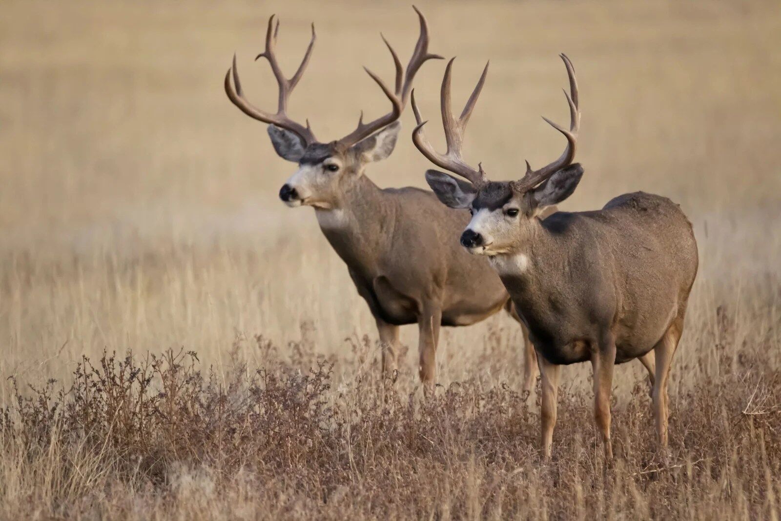 Hunting and Conservation - Hunting's Impact On The Environment
